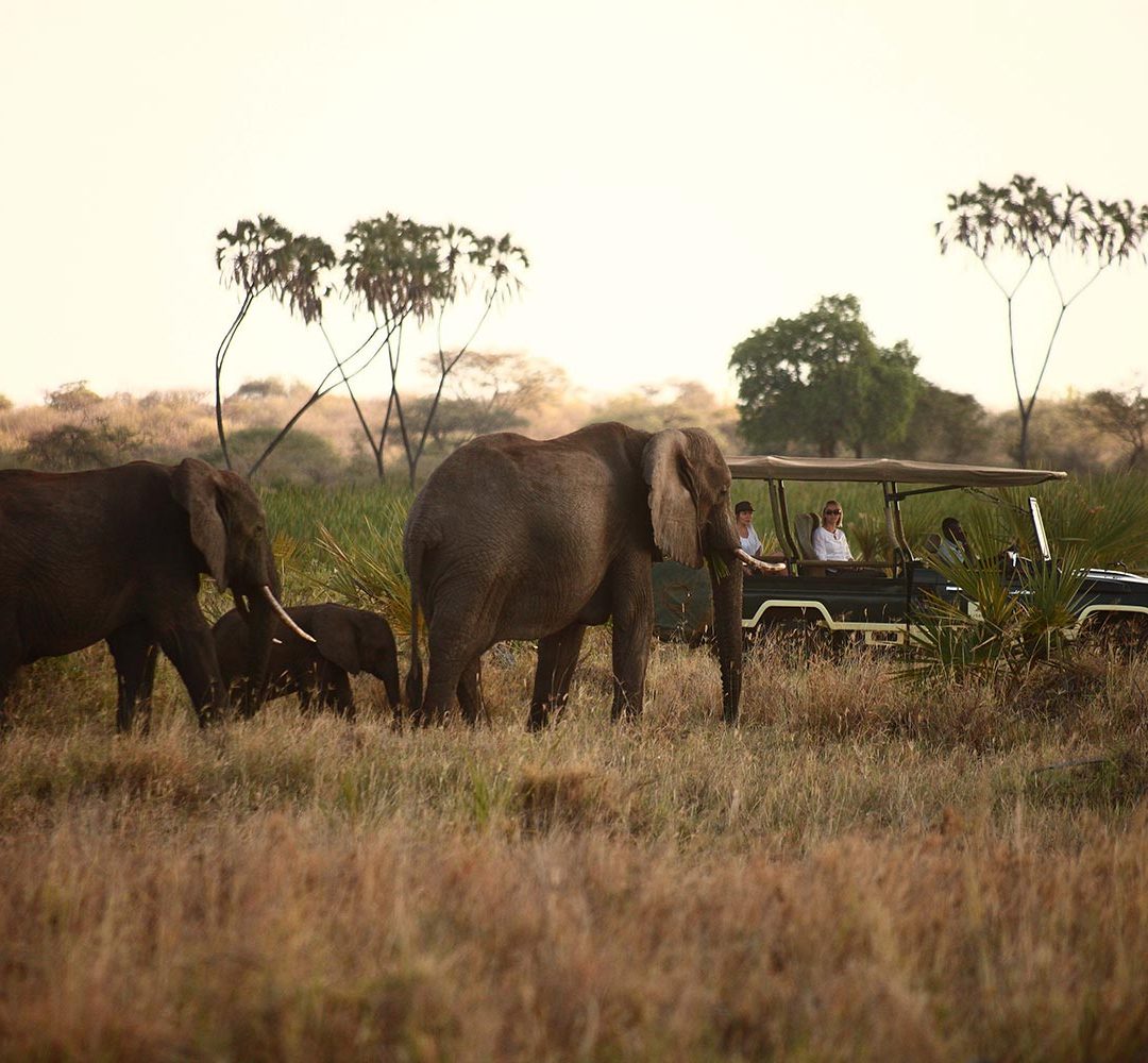 Apply Online - Safari Request Form | Socially Responsible Safaris